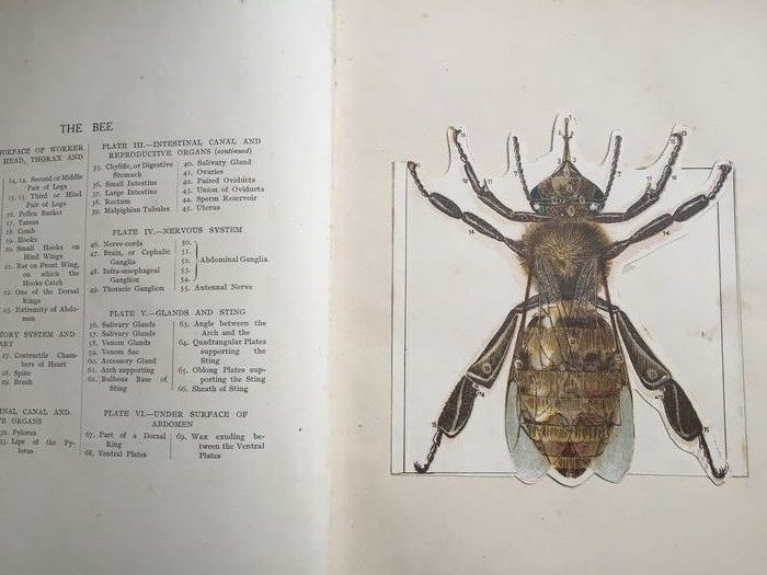 Collated - The nature book 6 volume set - 1920 - Catawiki