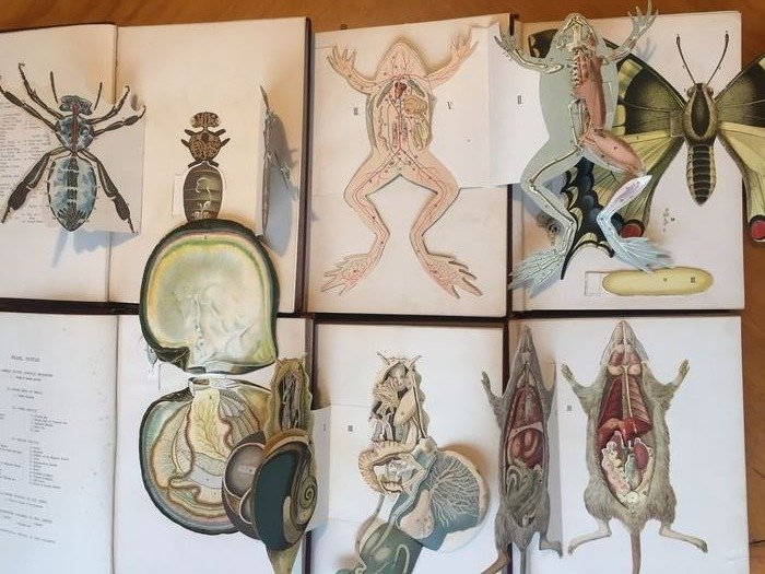 Collated - The nature book 6 volume set - 1920 - Catawiki