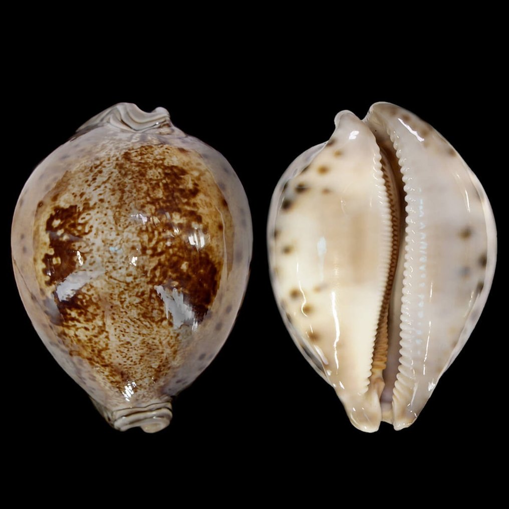Extra Rare CYPRAEIDAE Collating Shell - GEM!!! - - Catawiki