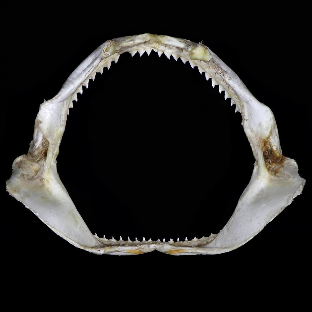 Bull Shark Jaw Set - Carcharhinus leucas - 460×370×100 mm - Catawiki