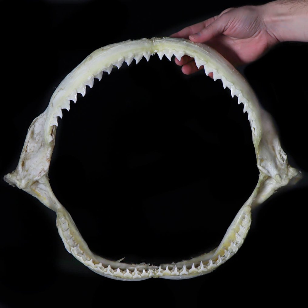 Bull Shark Jaw Set - Carcharhinus leucas - 460×370×100 mm - Catawiki