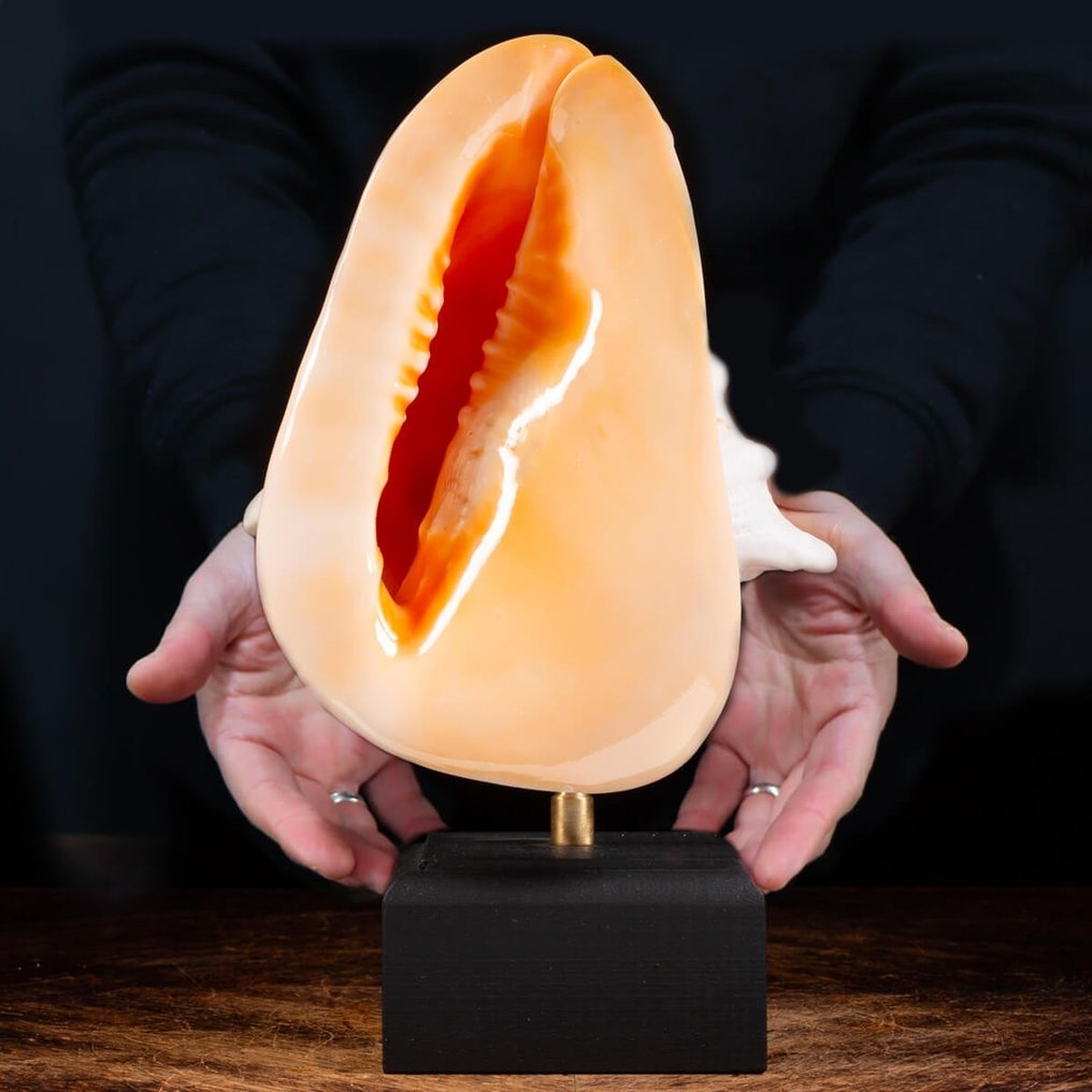 Horned Helmet Sea Snail Shell - Cassis cornuta - - Catawiki