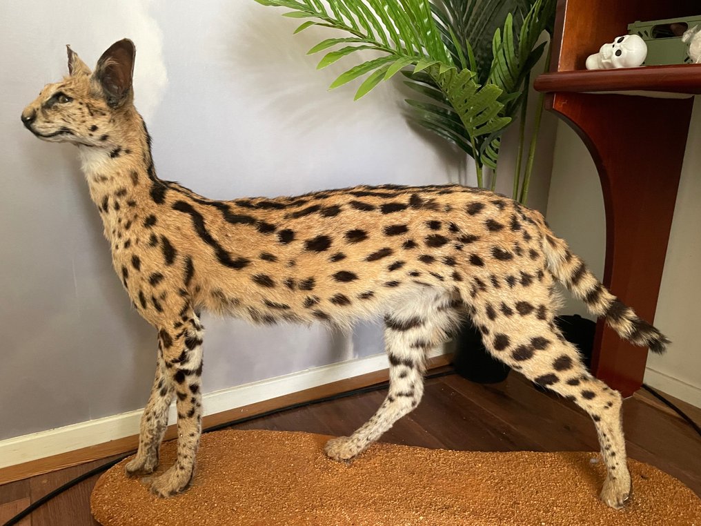 Serval - full body standing mount - Leptailurus serval - - Catawiki