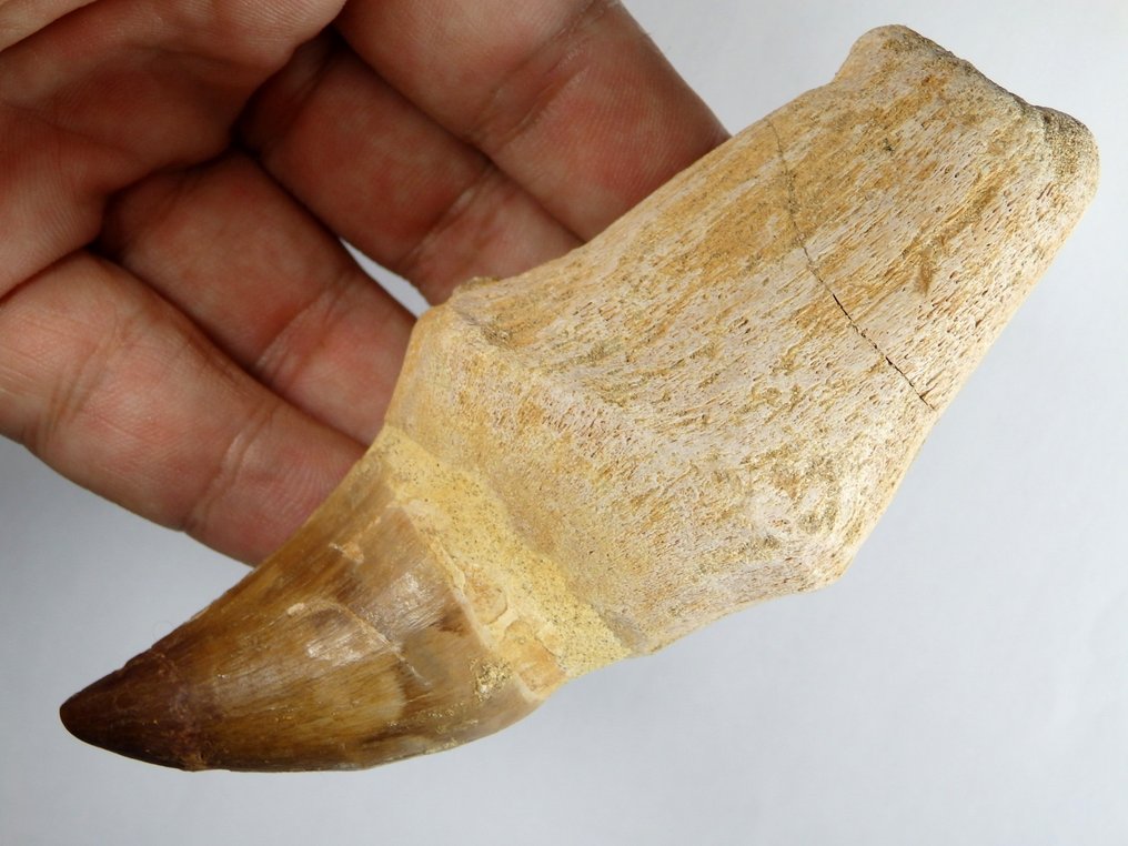 Mosasaur tooth - RARE - Complet pterygoid tooth with root - - Catawiki