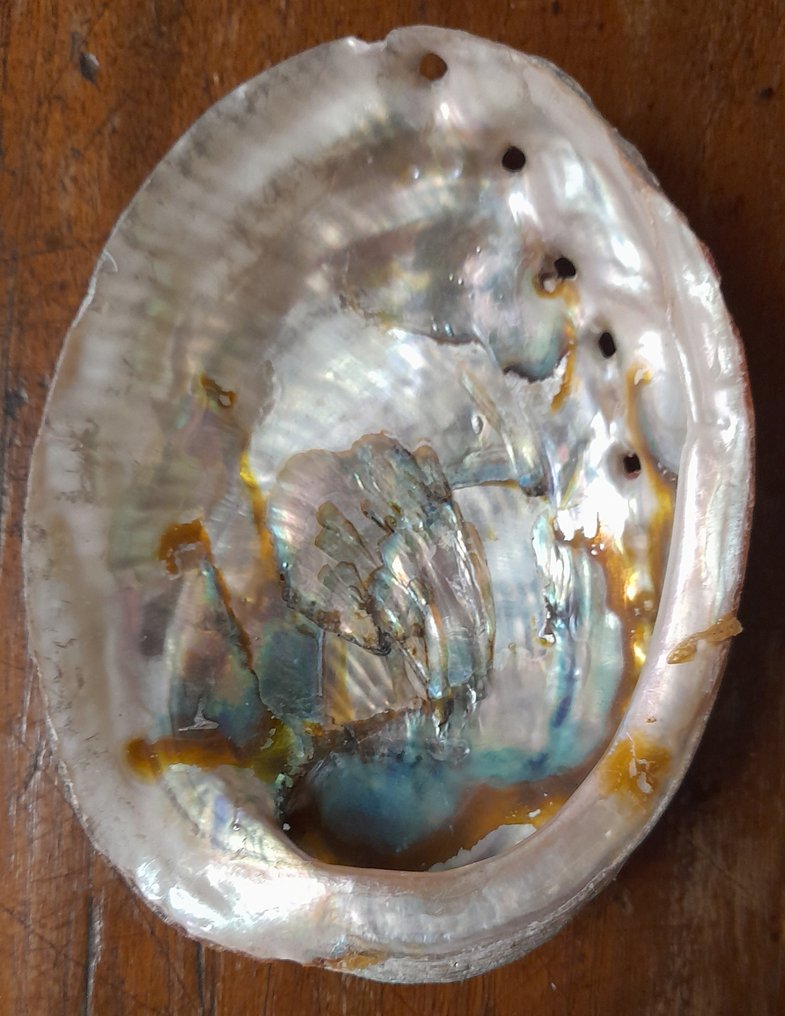 Abalone shells - Haliotis Linnaeus - 20×13×4 cm - Catawiki