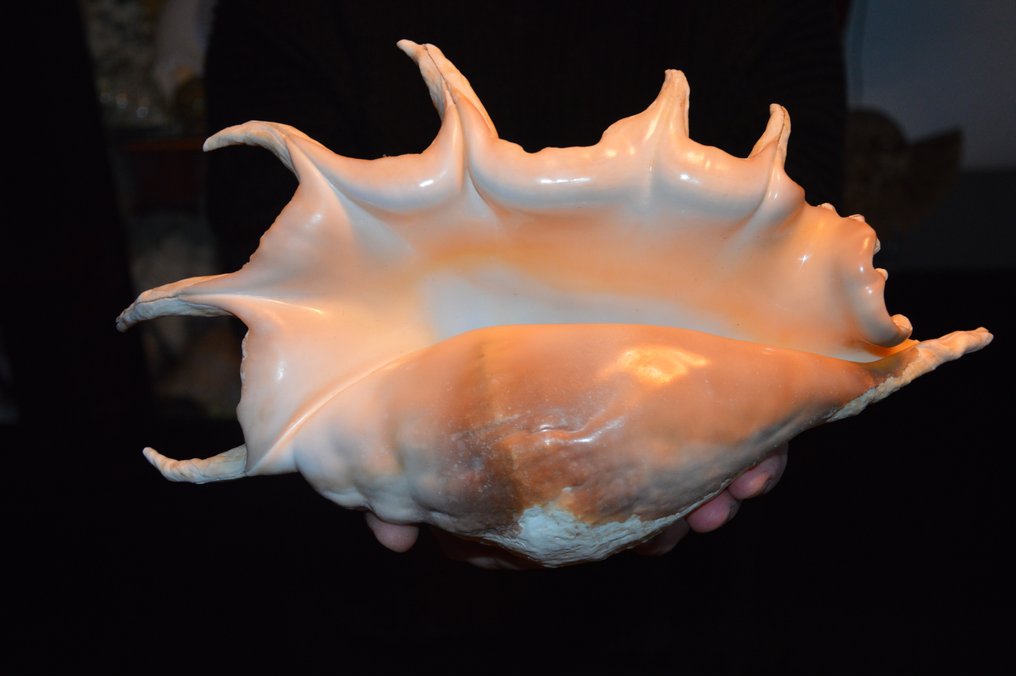 Snail Sea-snail shell - LAMBIS TRUNCATA - 95×195×320 mm - 1 - Catawiki