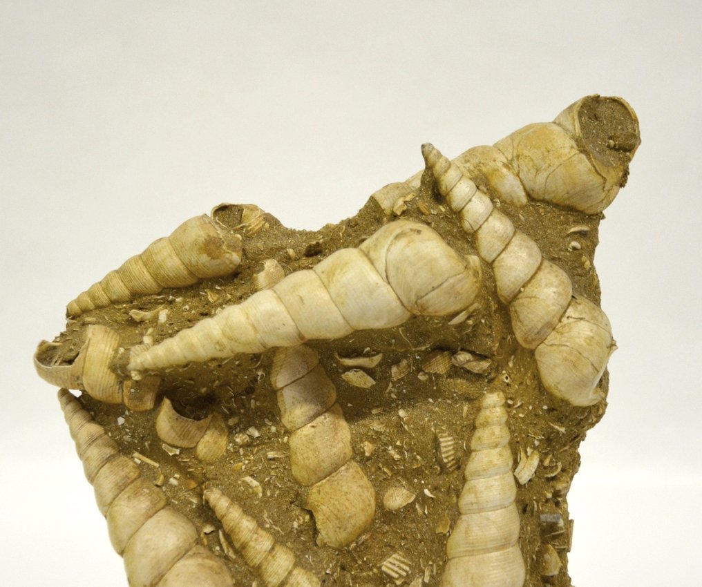 Gastropod - turritella terebellata - 17×16×7.5 cm - Catawiki