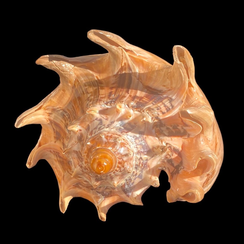 Super sea shell Giant !!! Imperial Volute Sea Snail Shell - - Catawiki