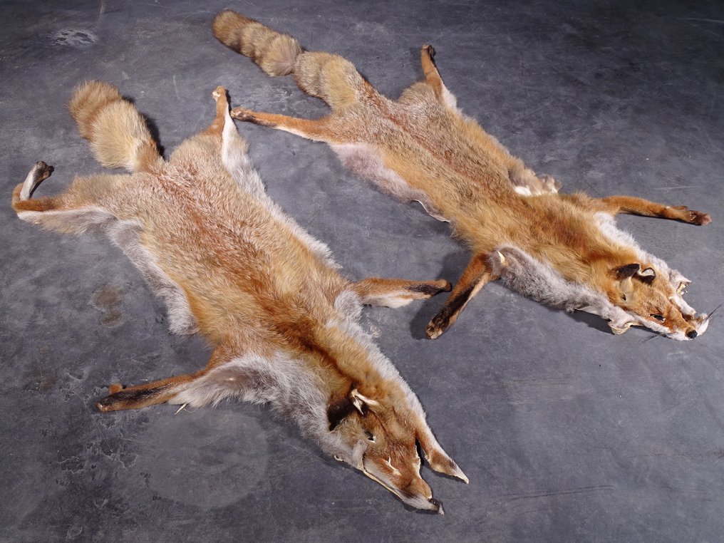 Soft tanned old Red Fox Skins Skull - Vulpes vulpes - 0 cm - 0 cm - 0 ...
