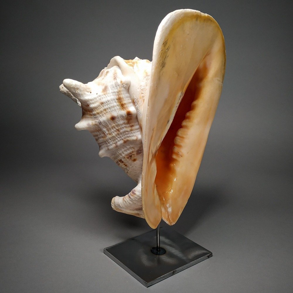 Large Horned Helmet Sea-snail shell - Cassis cornuta - - Catawiki