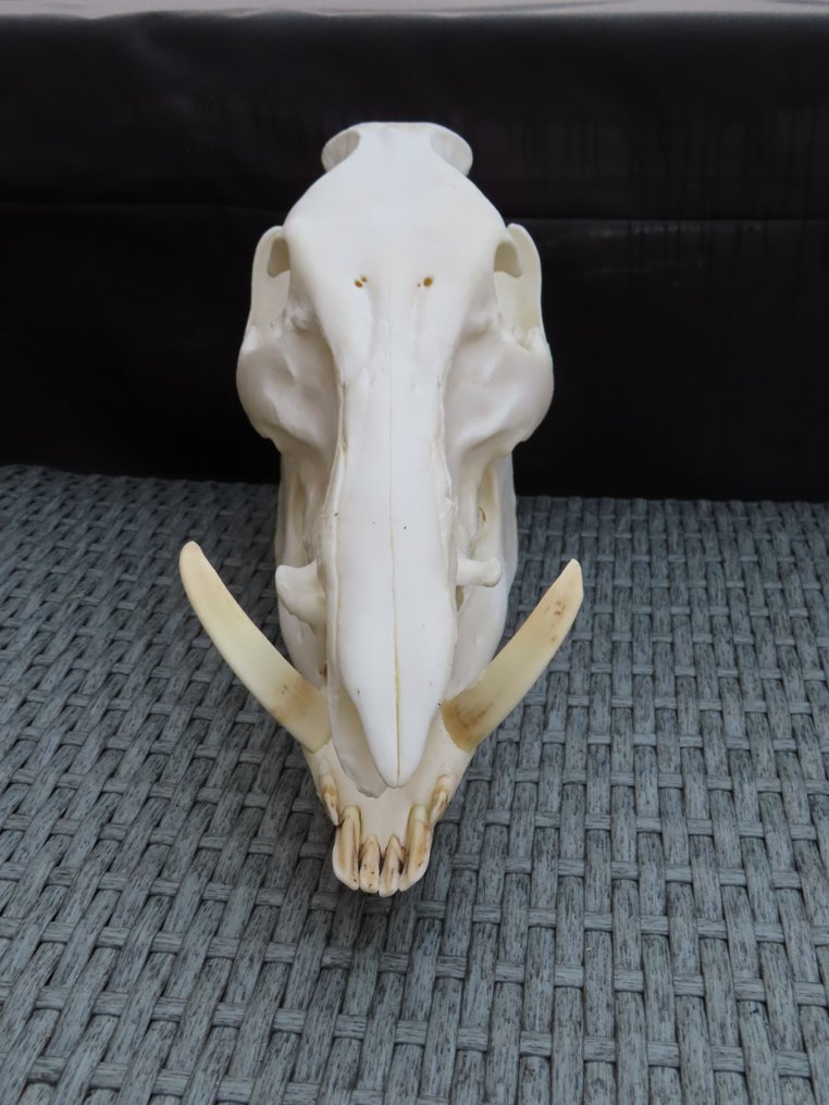 Wild Boar Skull - Sus scrofa - 11×14×38 cm - 1 - Catawiki