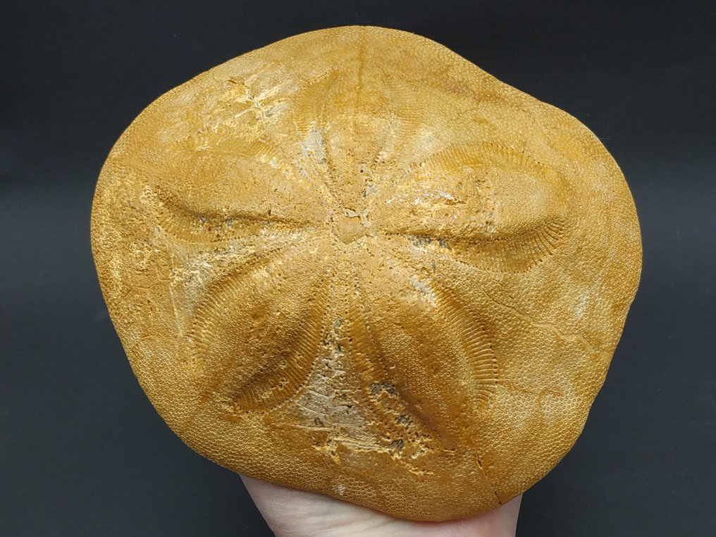 Large Echinoid - matrix free - Clypeaster aegyptiacus - - Catawiki