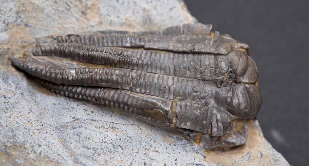 Crinoid - On original matrix - Encrinus liliformis - - Catawiki