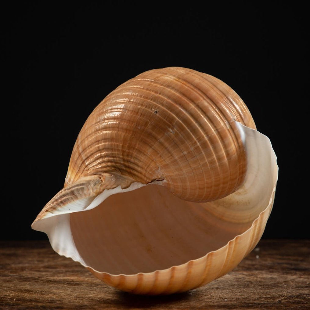 Giant Tun Sea Snail Shell - Tonna zonata - 210×175×140 mm - Catawiki