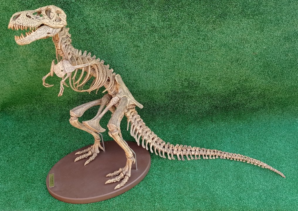 Tyrannosaurus Rex Skeleton Taxidermy Replica Mount Tyrannosaurus Rex