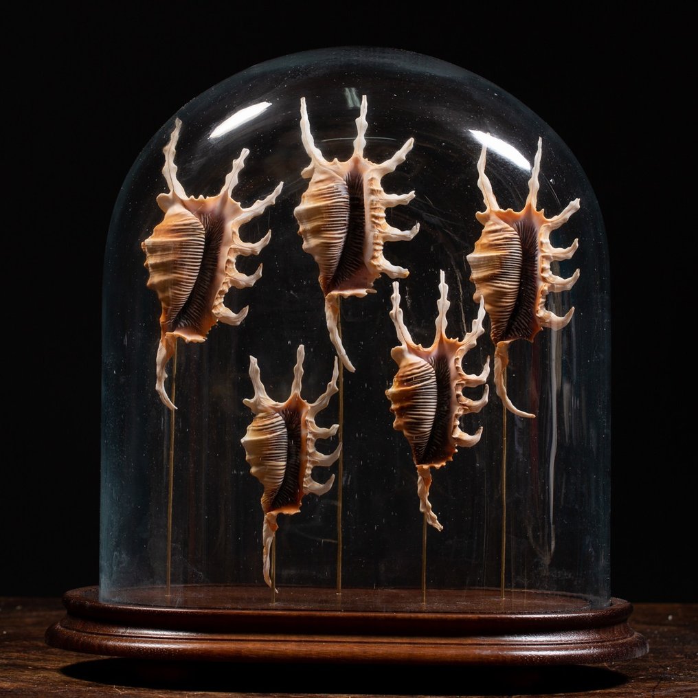 Decorative Chiragra Spider Conch Shells in oval glass dome - Lambis ...