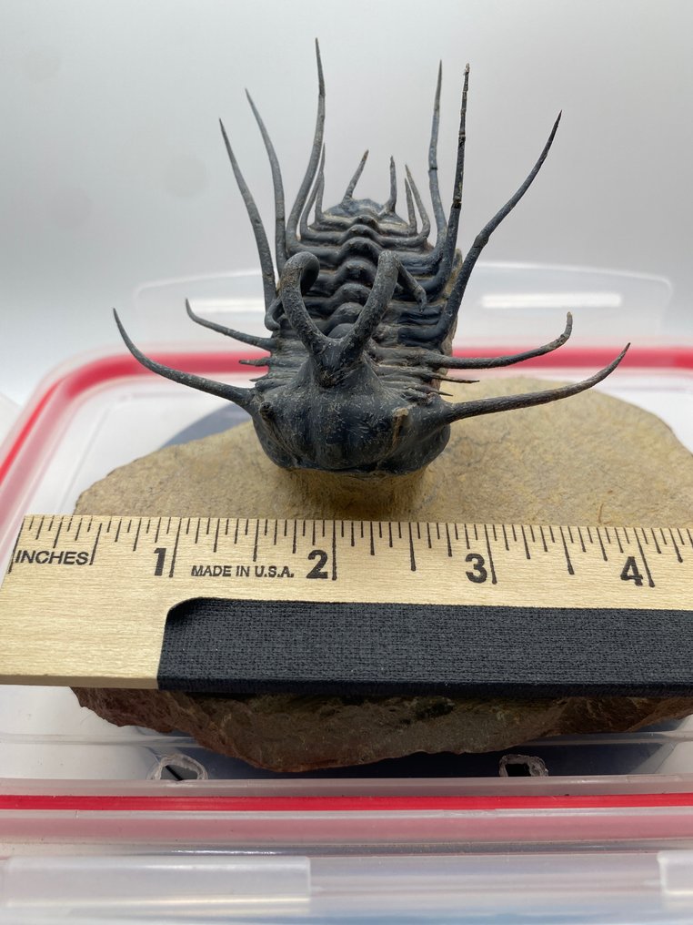 HUGE SPINY TRILOBITE - flying prep - Dicranurus Monstrosus - Catawiki