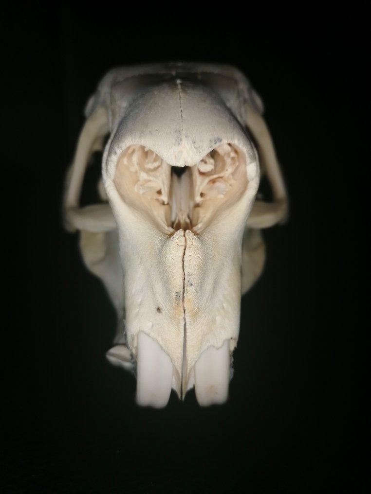 capybara Skull - Hydrochoerus hydrochaeris - 12×14×25 cm - - Catawiki