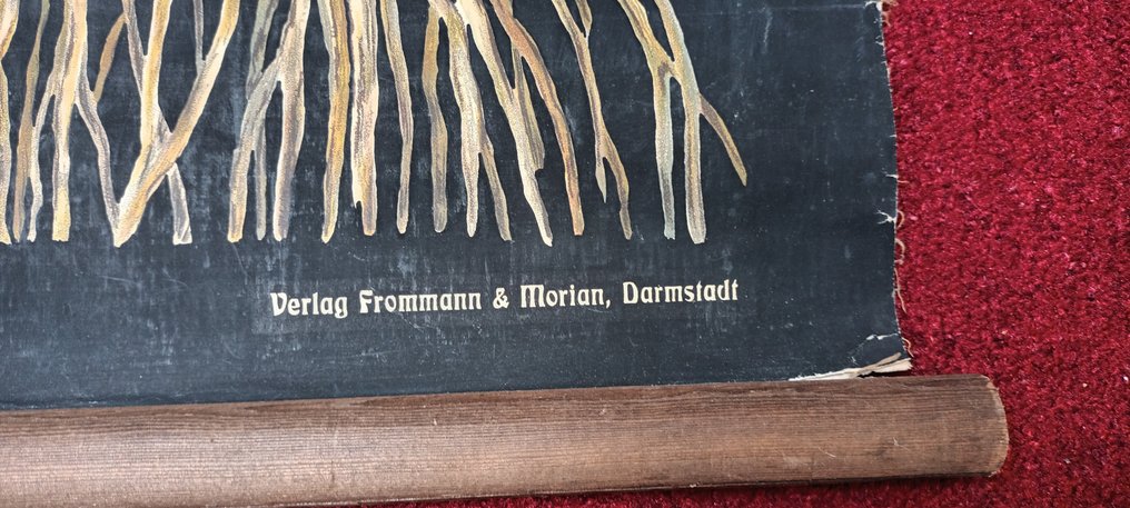 Frommann and Morian - Frommann and Morian - School poster - Catawiki