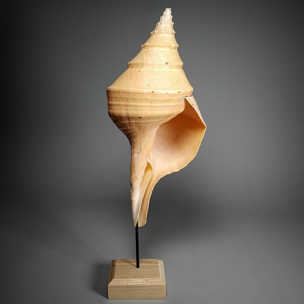 Giant False Trumpet Sea-snail shell with custom stand - - Catawiki
