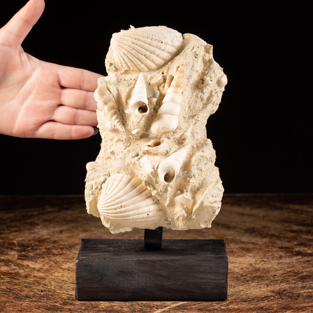 Pecten fossil shell slab - 250×130×100 mm - Catawiki