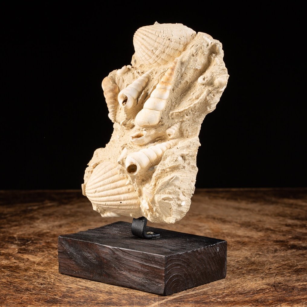 Pecten fossil shell slab - 250×130×100 mm - Catawiki