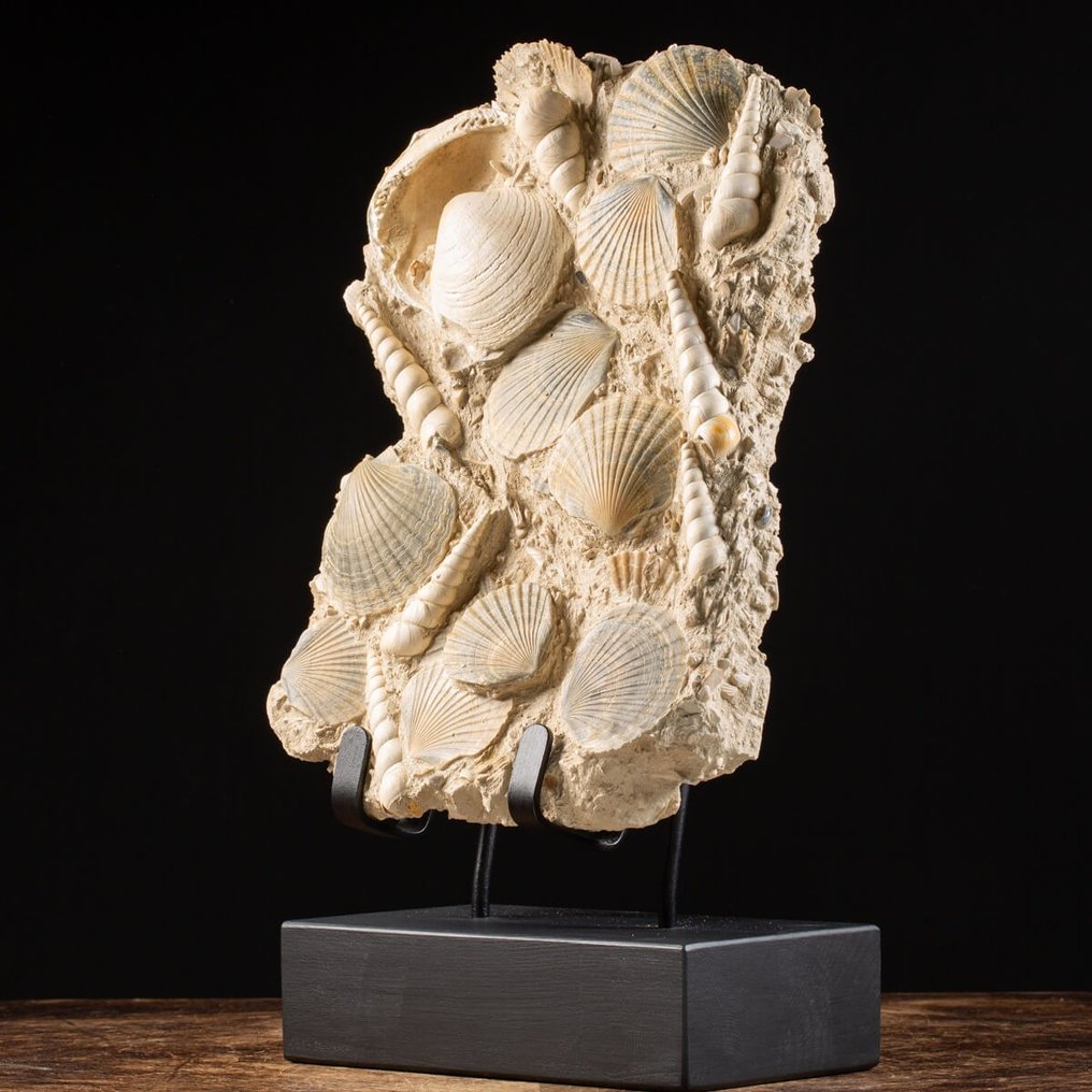 Fossil shell slab - 480×270×190 mm - Catawiki
