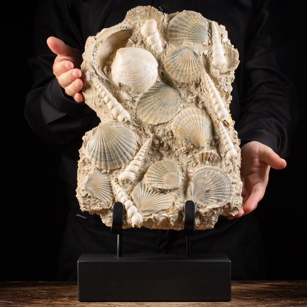Fossil shell slab - 480×270×190 mm - Catawiki