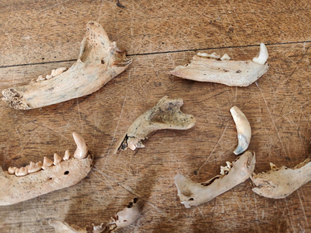 Wolves Jaws with Teeths - fossilized - Canis lupus - Catawiki