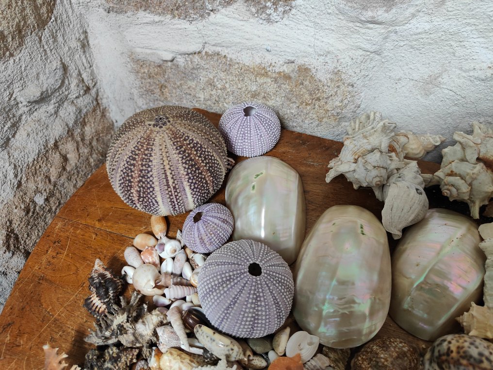 Great shells collection - - Divers - 25×15×10 cm - Catawiki