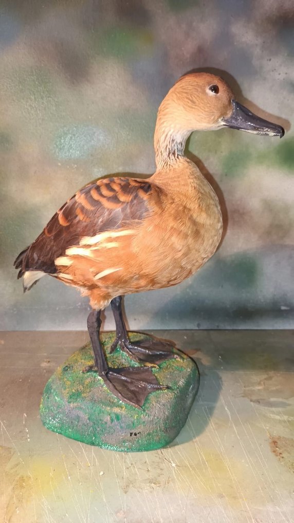 fulvis whistling duck - Dendrochigna bicolore - 45×30×35 cm - Catawiki
