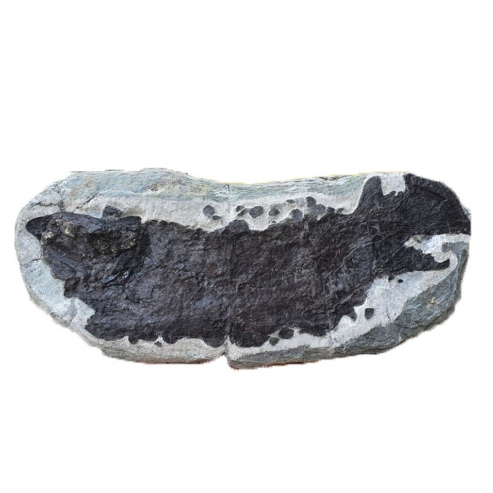 Fish - Articulated Skeleton - rare eusthenopteron foordi - - Catawiki