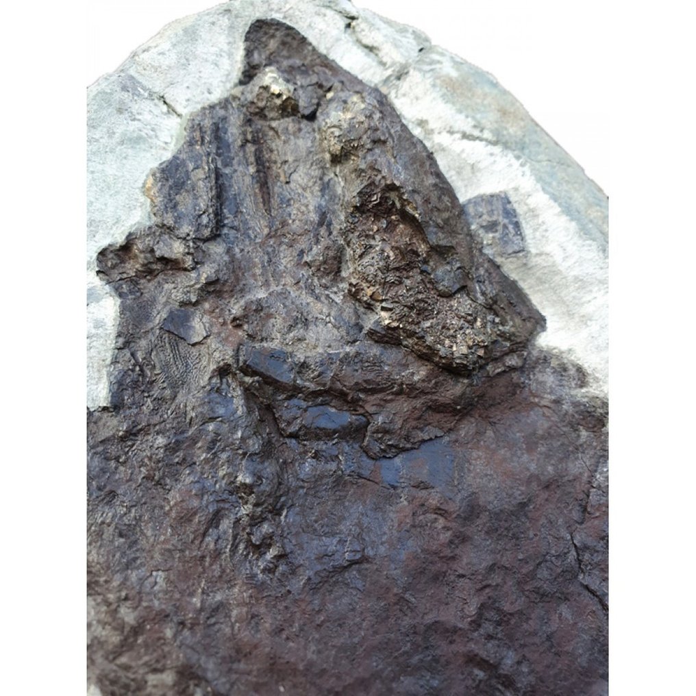 Fish - Articulated Skeleton - rare eusthenopteron foordi - - Catawiki