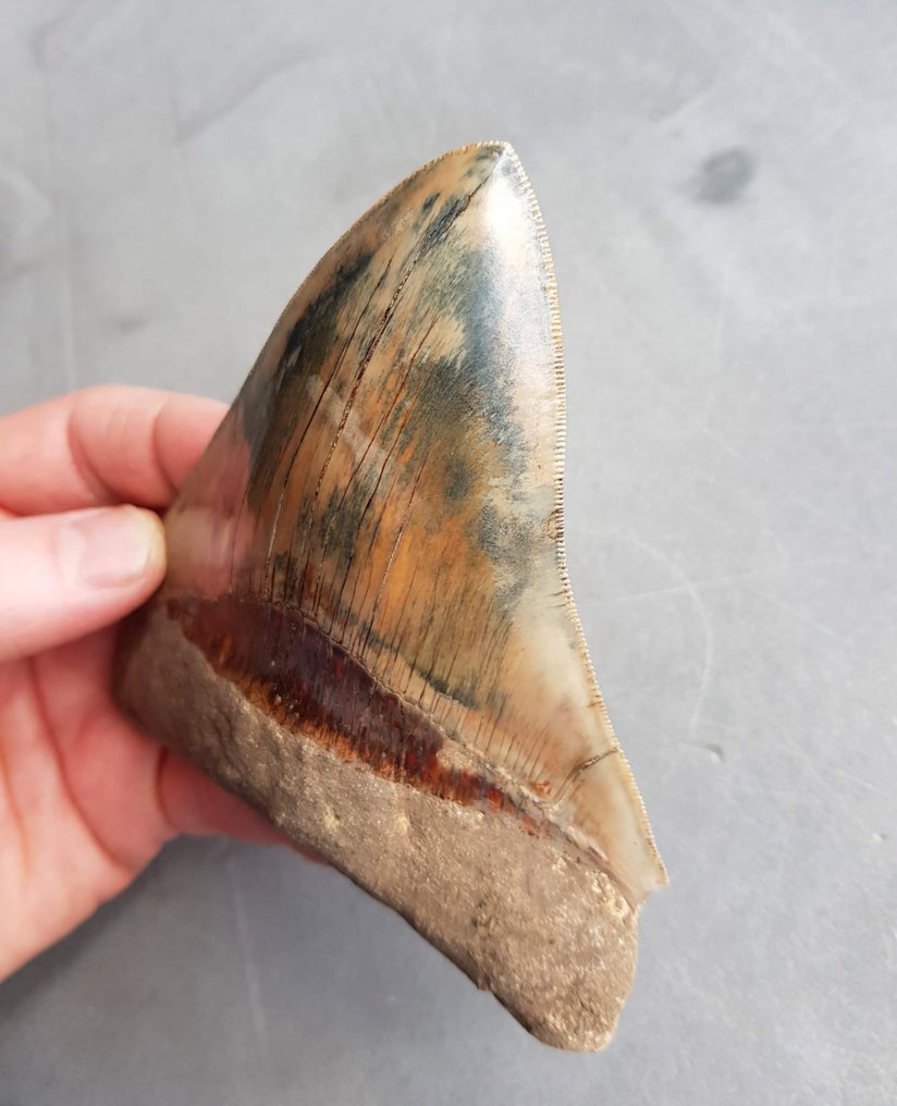 *weird color mix* Megalodon - Tooth - 140×111×29 mm - Catawiki