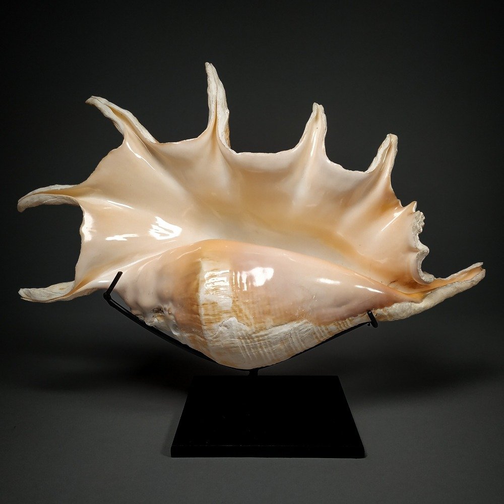 Large Spider Conch on custom stand - Lambis truncata - - Catawiki