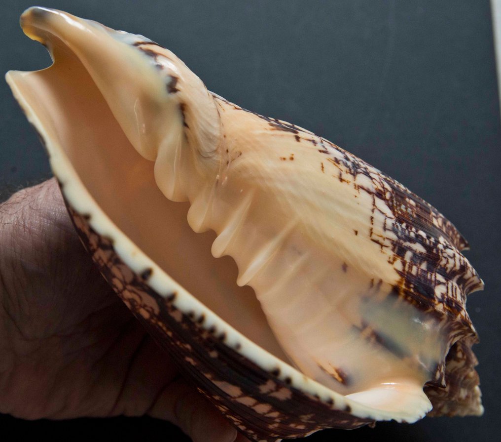 Hebrew Volute Sea-snail shell - Voluta ebraea - 21.5×115×95 - Catawiki