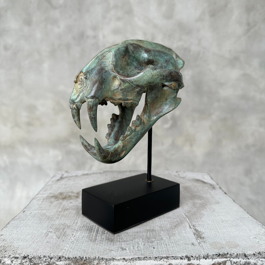 Sculpture, NO RESERVE PRICE - Patinated Snow Leopard Skull on a stand ...