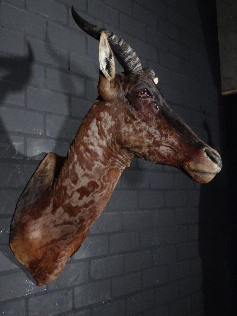 Common Tsessebe Aka Sassaby Taxidermy Wall Mount Damaliscus Lunatus Lunatus 44 Cm 70 Cm