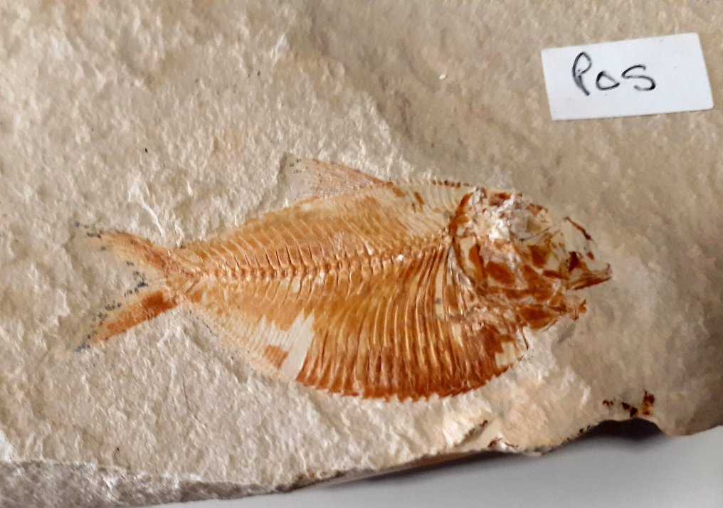 Fisch - Fossil-Matrix - Triplomystus oligoscutatus negative/positive ...