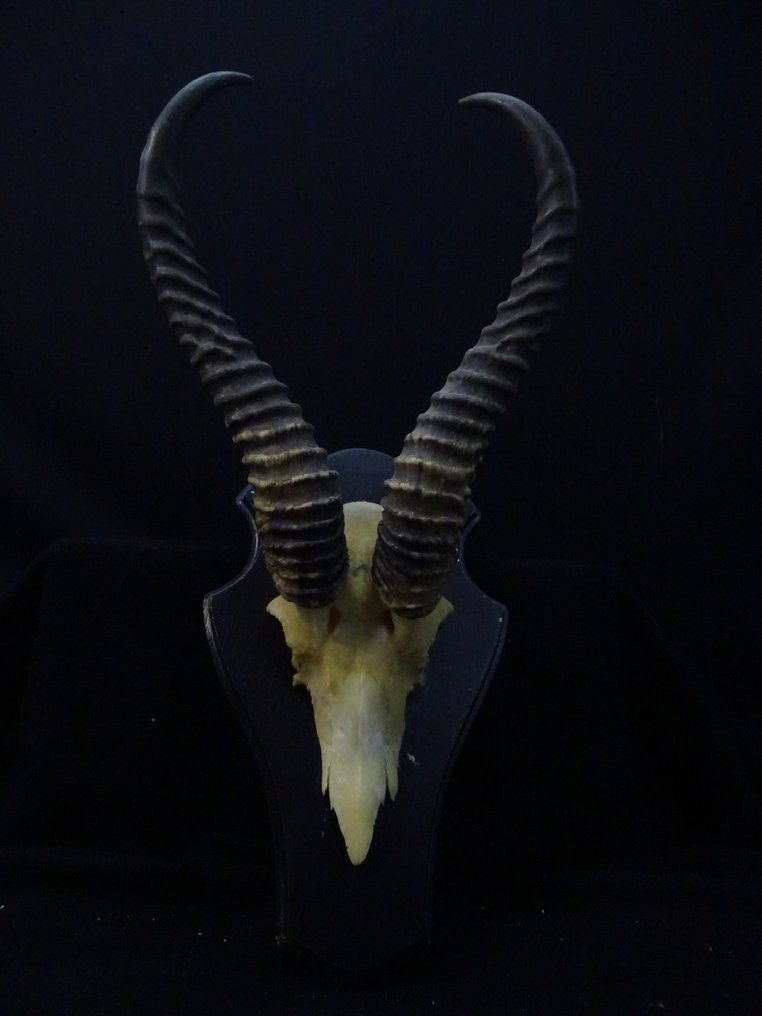 Springbok Skull - Antidorcas marsupialis - 19 cm - 43 cm - 23 cm- non ...
