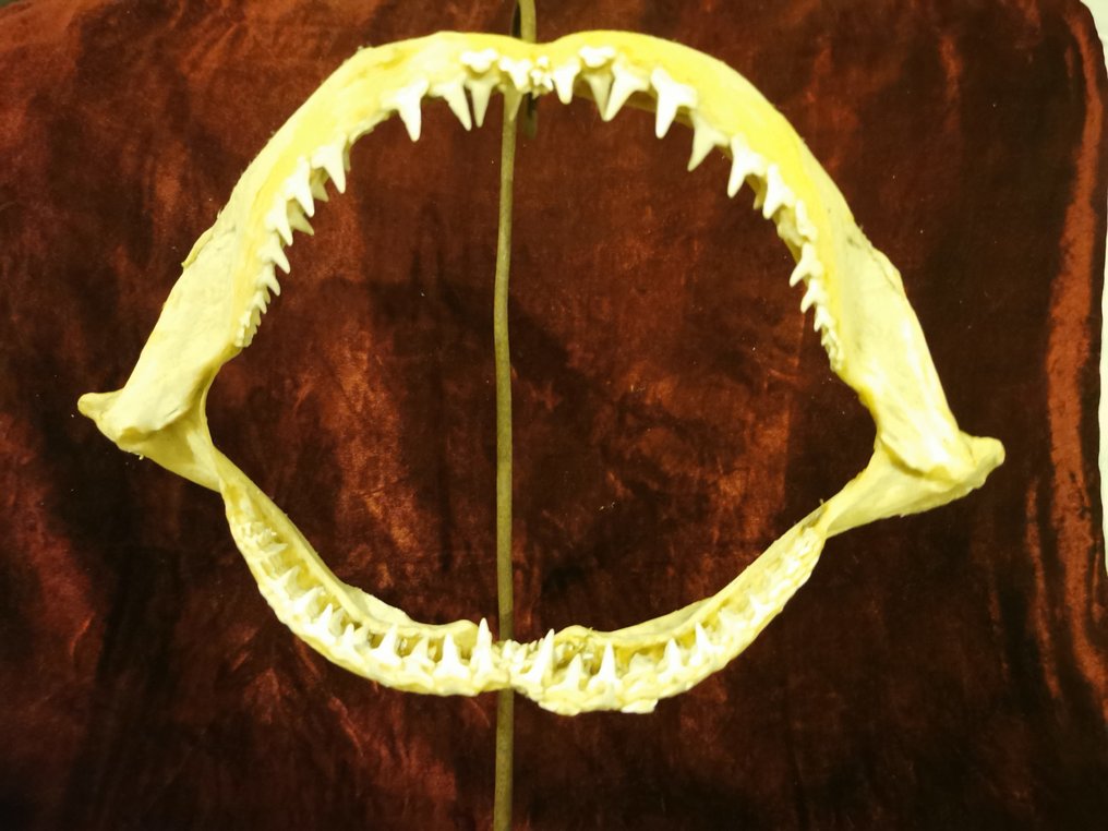 Large mouth blacktip reef shark Jaw skeleton - Carcharhinus - Catawiki