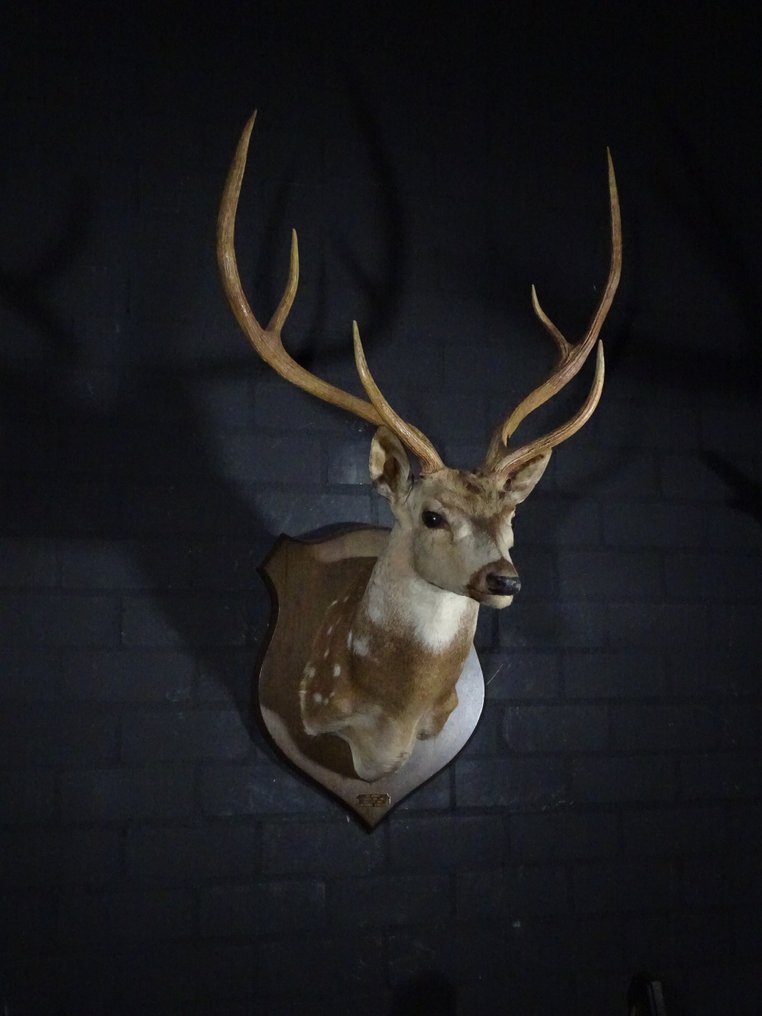 Axis Deer Taxidermy wall mount - Axis axis - 68 cm - 60 cm - 120 cm - 1 ... Axis Deer Taxidermy wall mount - Axis axis - 68 cm - 60 cm - 120 cm - 1 ...