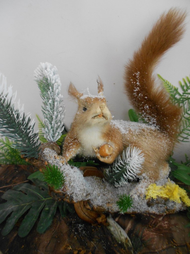 Squirrel Taxidermy full body mount - écureuil roux Sciurus vulgaris - 30 cm - 35 cm - 20 cm ...