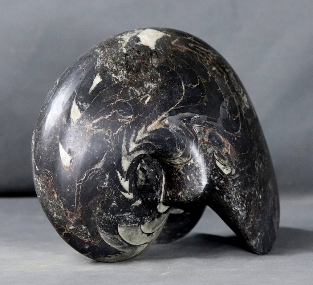 Decorative and large Fossil Goniatite - Very colorful - Self standing ...