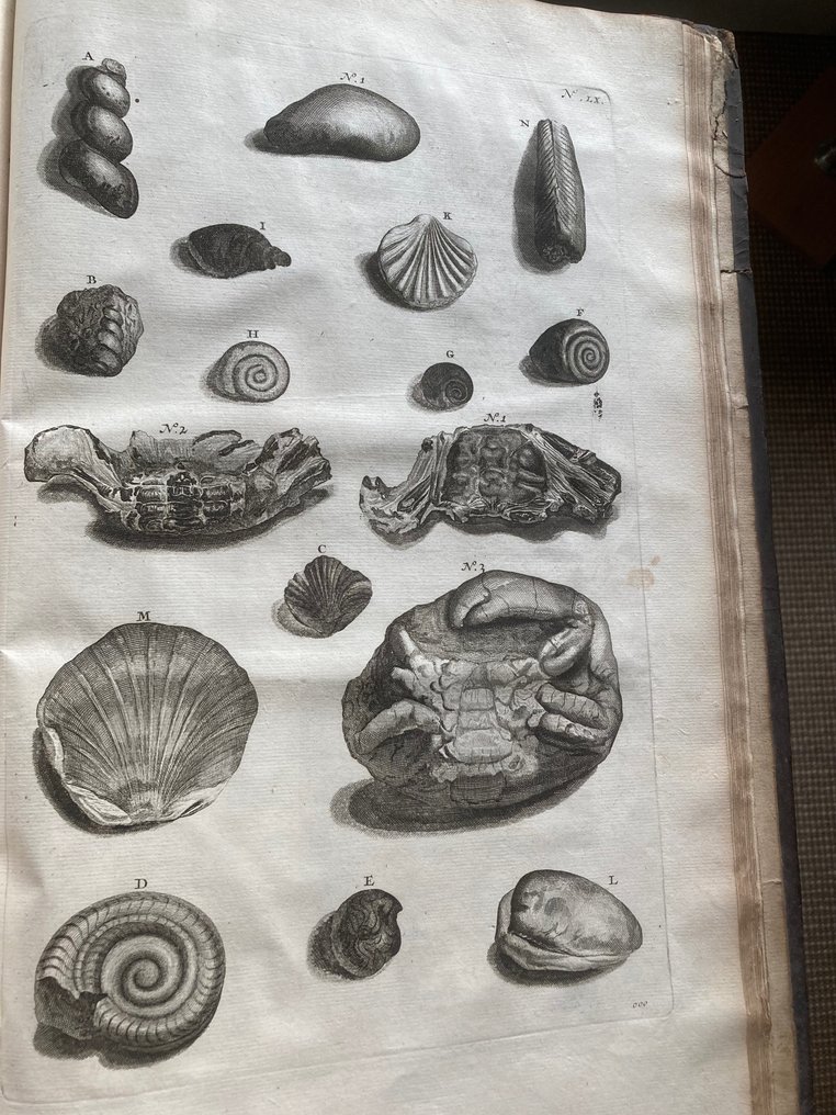 Georgius Everhardus Rumphius - D'Amboinsche Rariteitkamer - 1741 - Catawiki