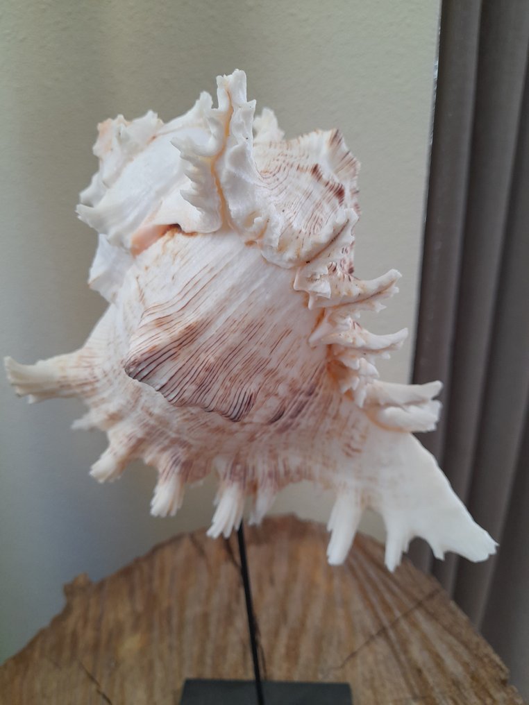 Murex shell - on metal stand - Sea shell - Murex Ramosus - Catawiki