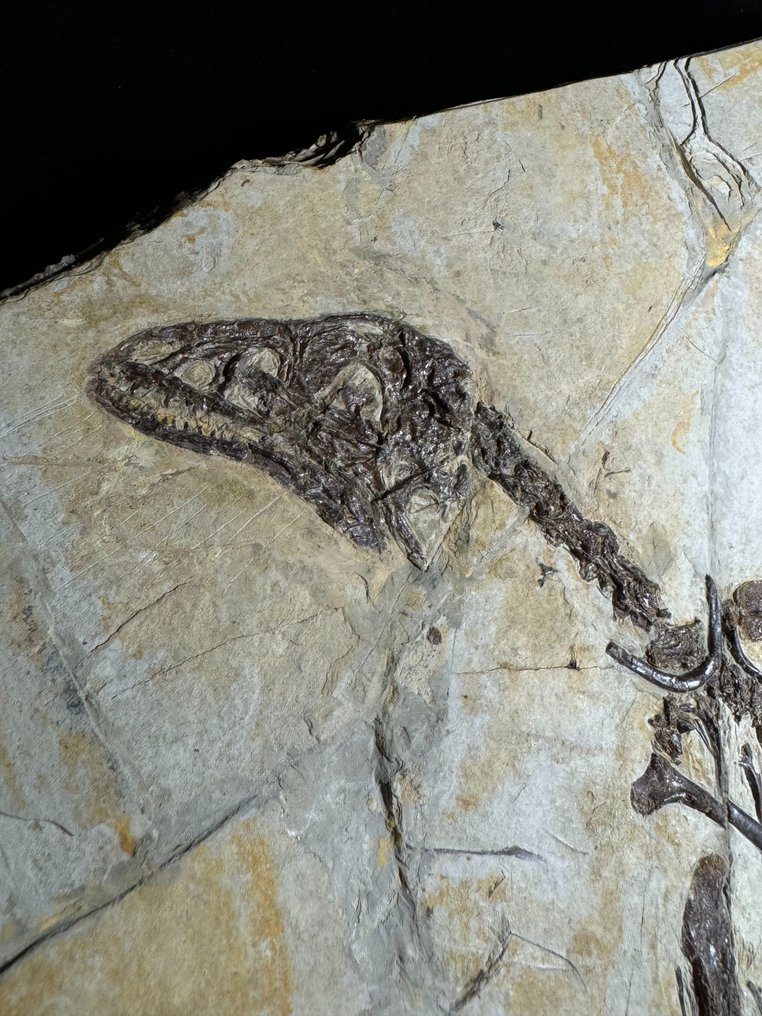 Terópodo - Paraves - 54 -44cm - Matriz fósil - 54 cm - 44 cm - Catawiki