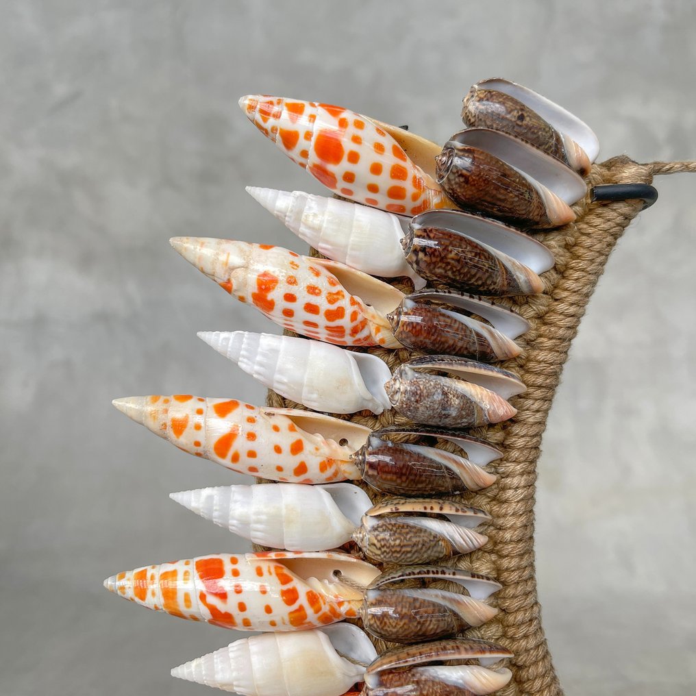 Adorno decorativo (1) - NO RESERVE PRICE - SN11 - Decorative shell ...