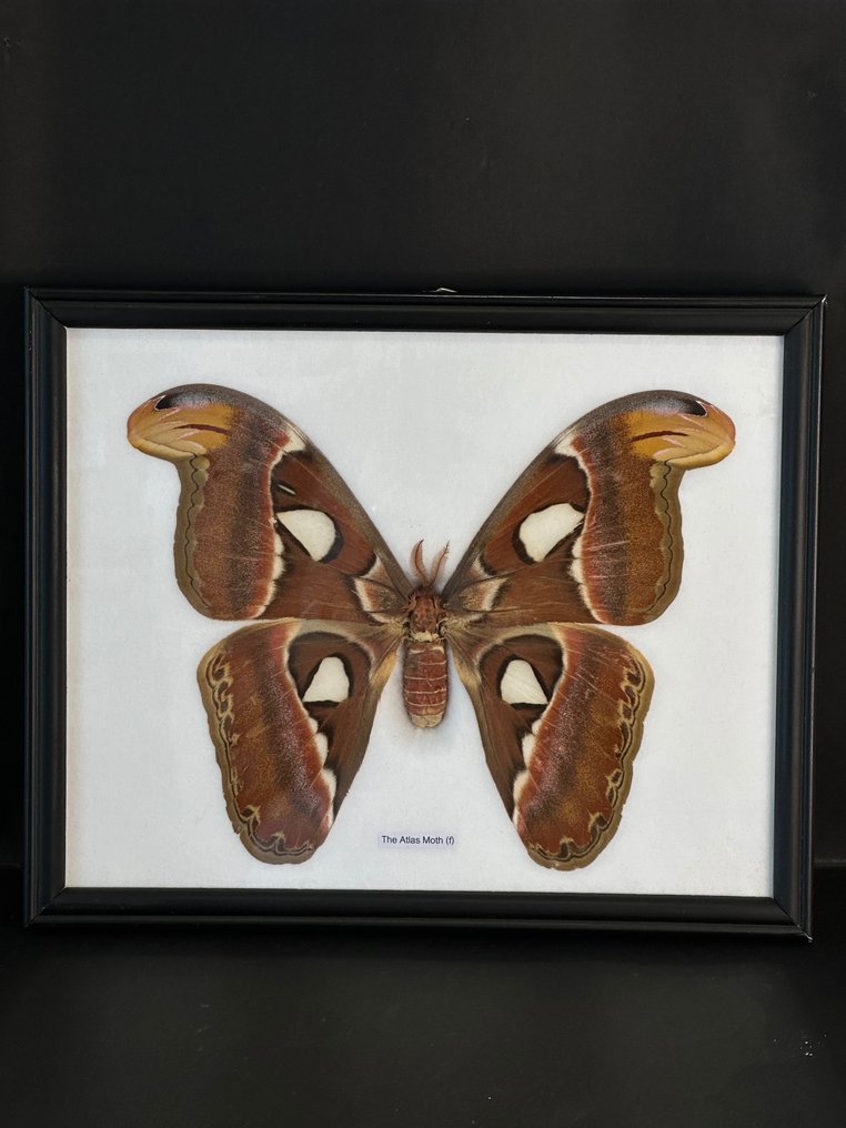 Atlas Moth Taxidermy wall mount - The Atlas Moth - 22.5 cm - 27.5 cm ...