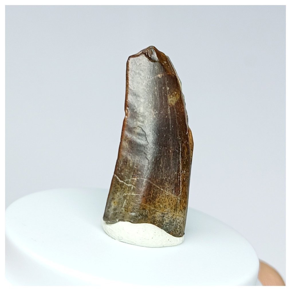 Kryptops palaios Abelisaurid Theropod Dinosaur Tooth Cretaceous Elrhaz ...